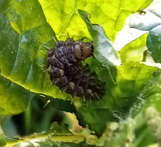 Red Admiral from Parque José Gomes Ferreira on January 17, 2023 at 05: ...