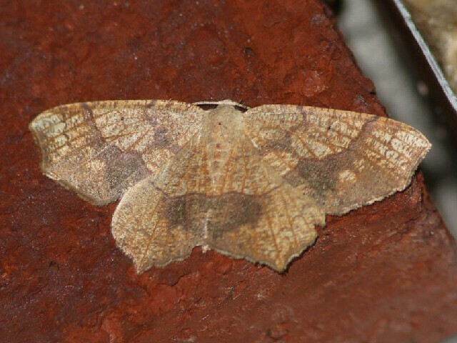 Oak Besma Moth from Jamaica Bay Wildlife Refuge, Queens, NY, USA on ...
