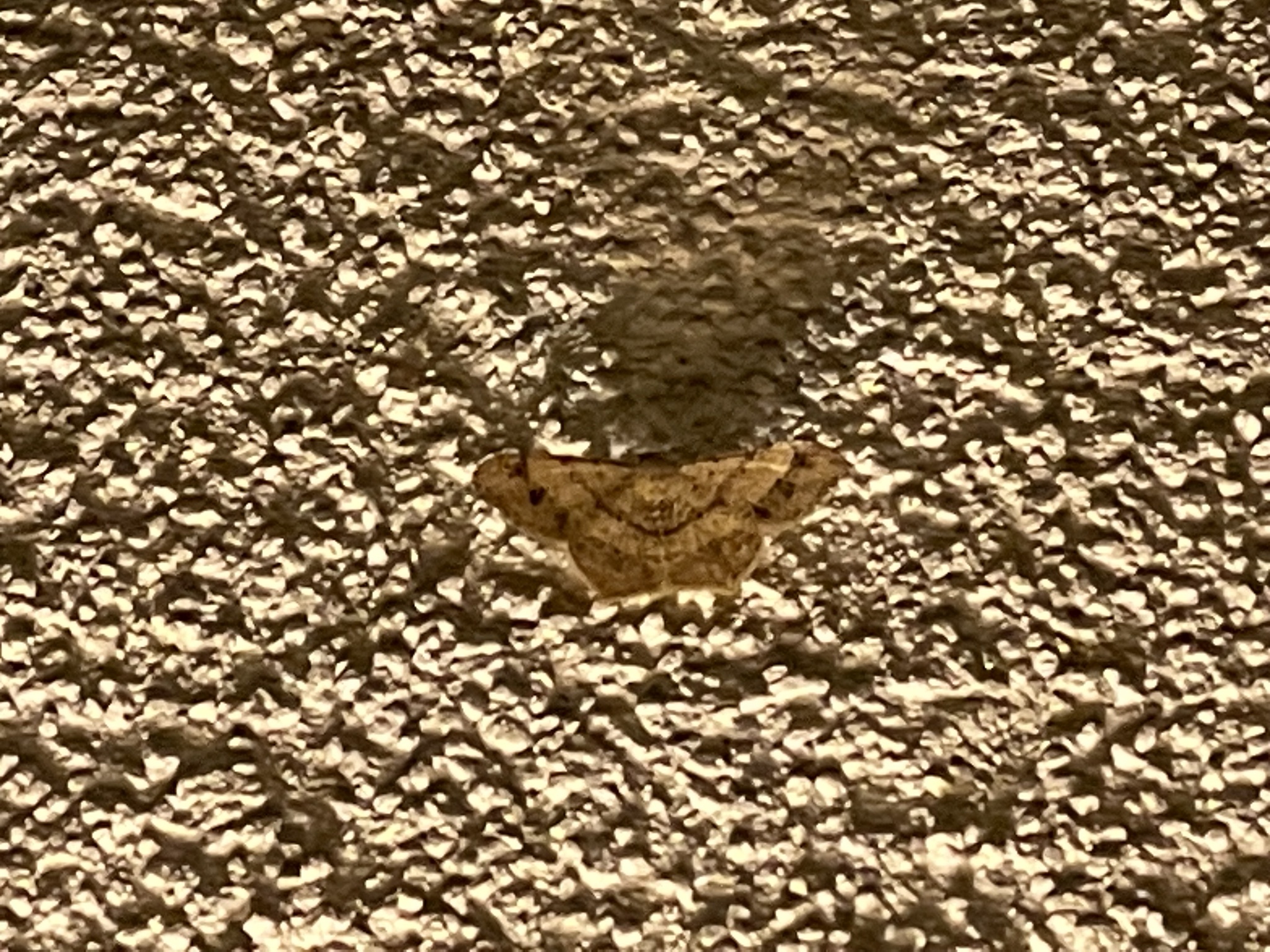 Macaria abydata Guenée