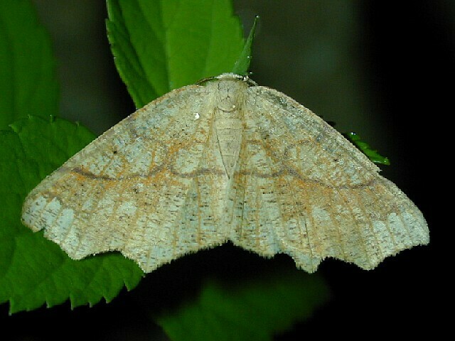 Oak Besma Moth from Bedford Audubon Society, Katonah, NY, USA on May 16 ...