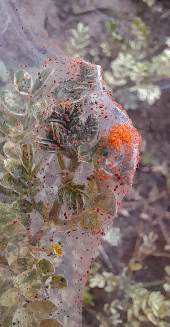 Tetranychus urticae Koch, 1836