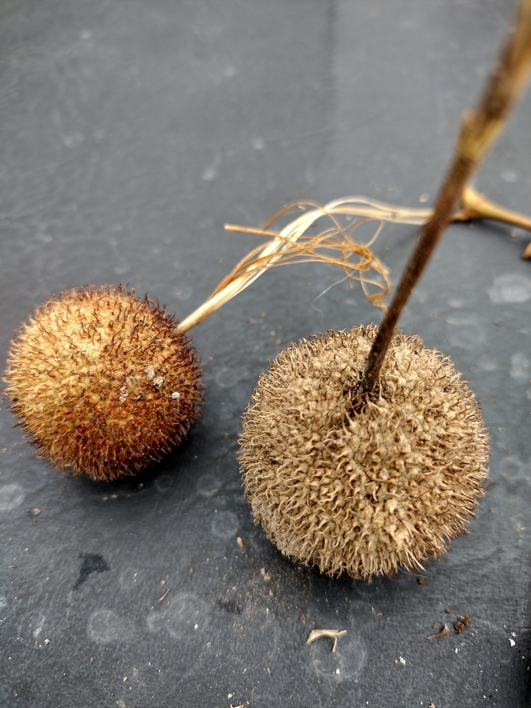 planes (Platanus) - Botanical Realm