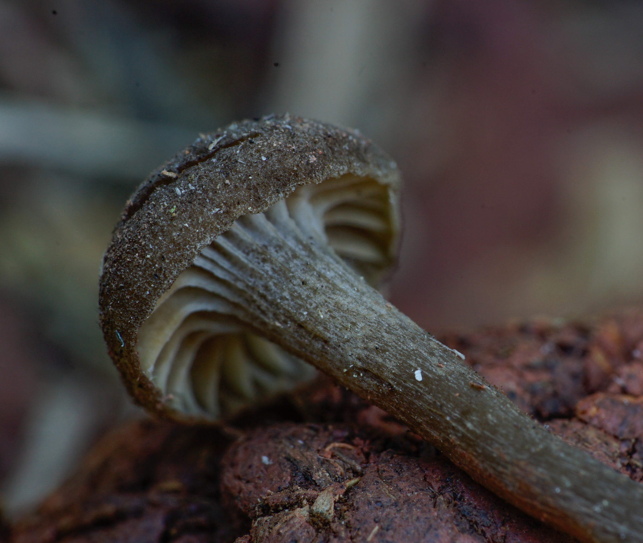Hodophilus R.Heim