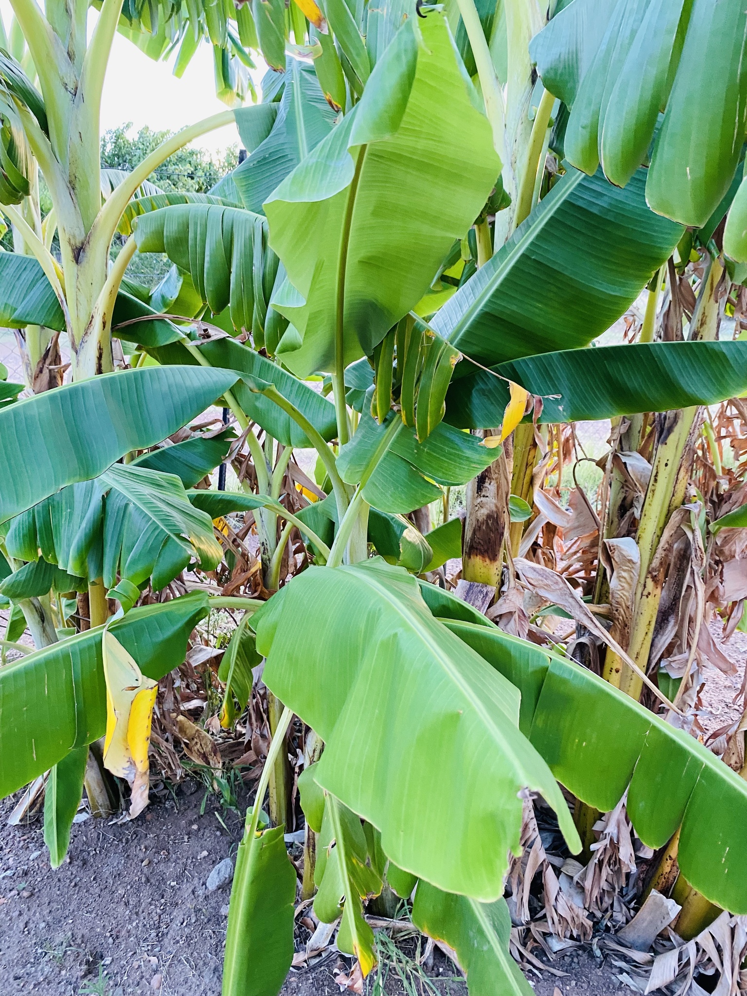 Musa ×paradisiaca L.