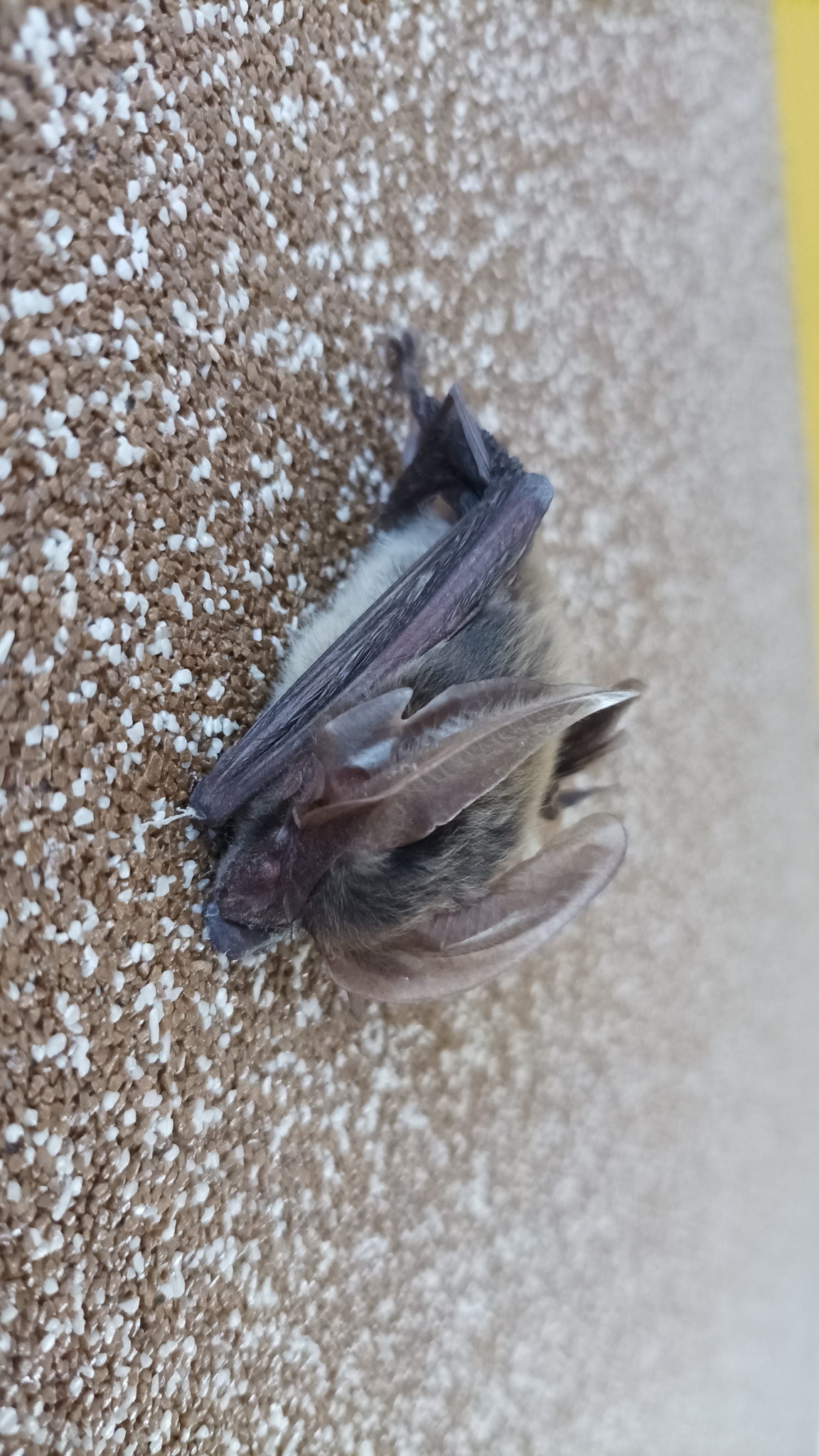 Idionycteris phyllotis (G.M.Allen, 1916)