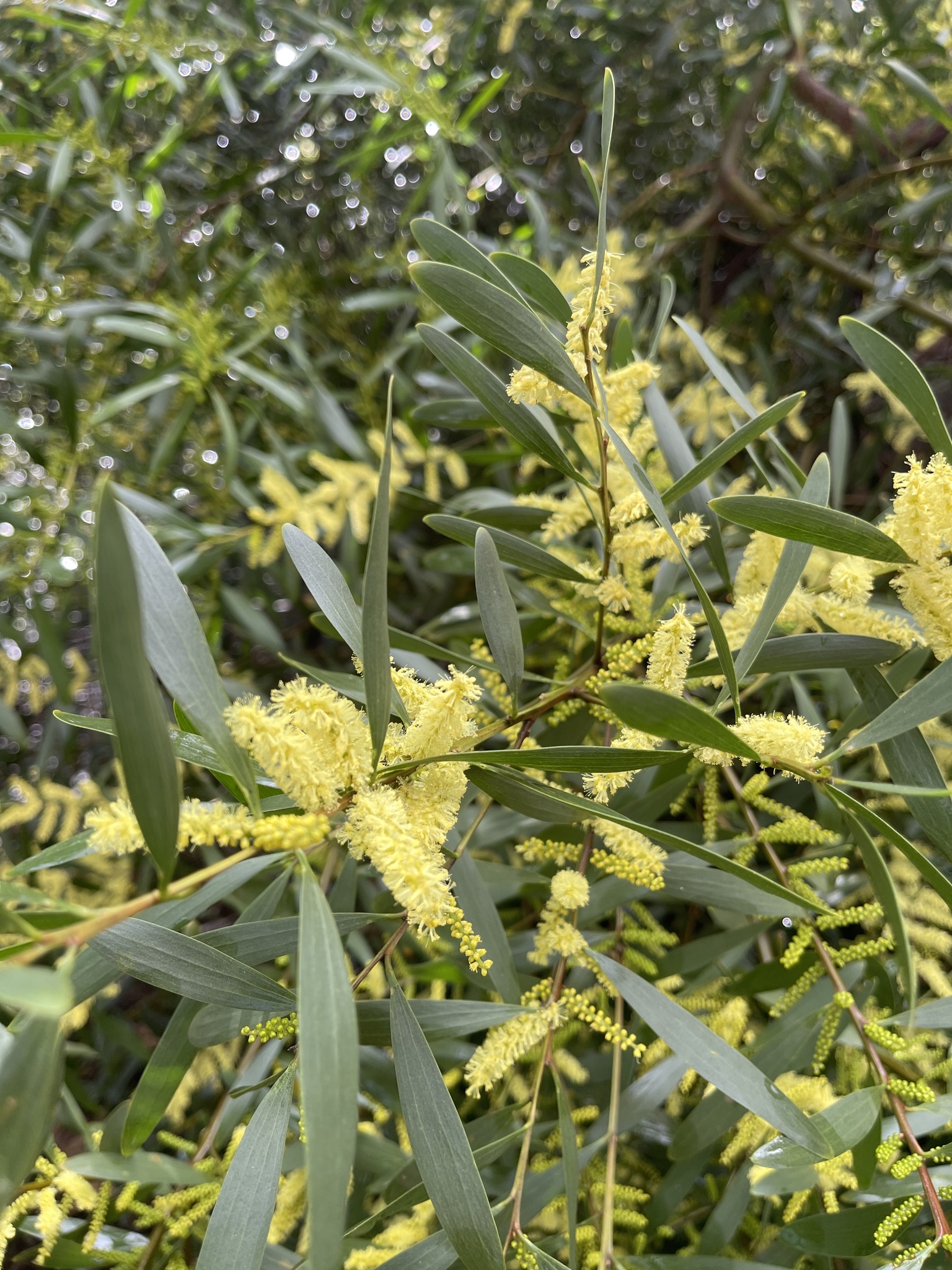 Acacia longifolia (Andrews) Willd.