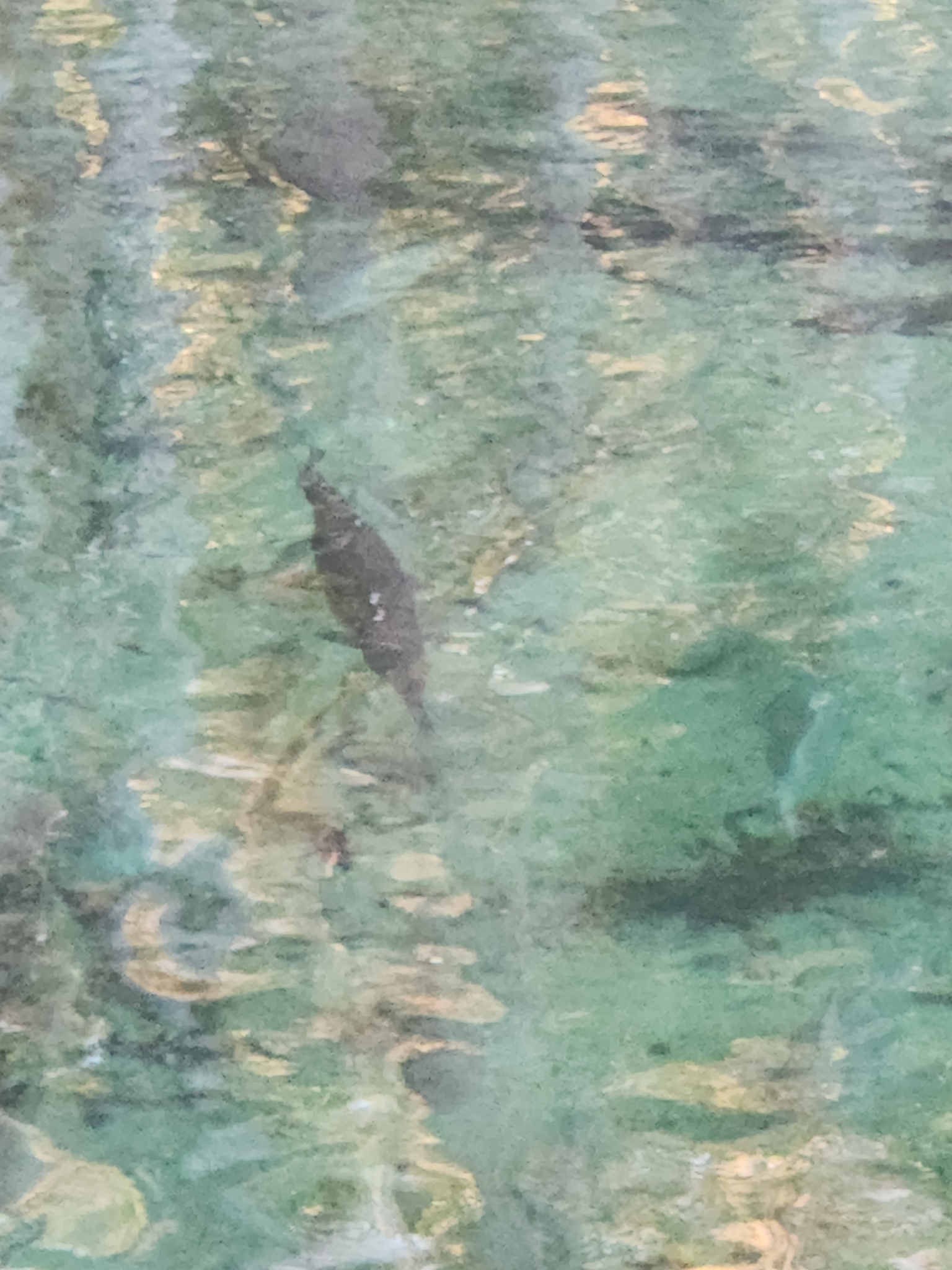 Lepisosteus osseus (Linnaeus, 1758)