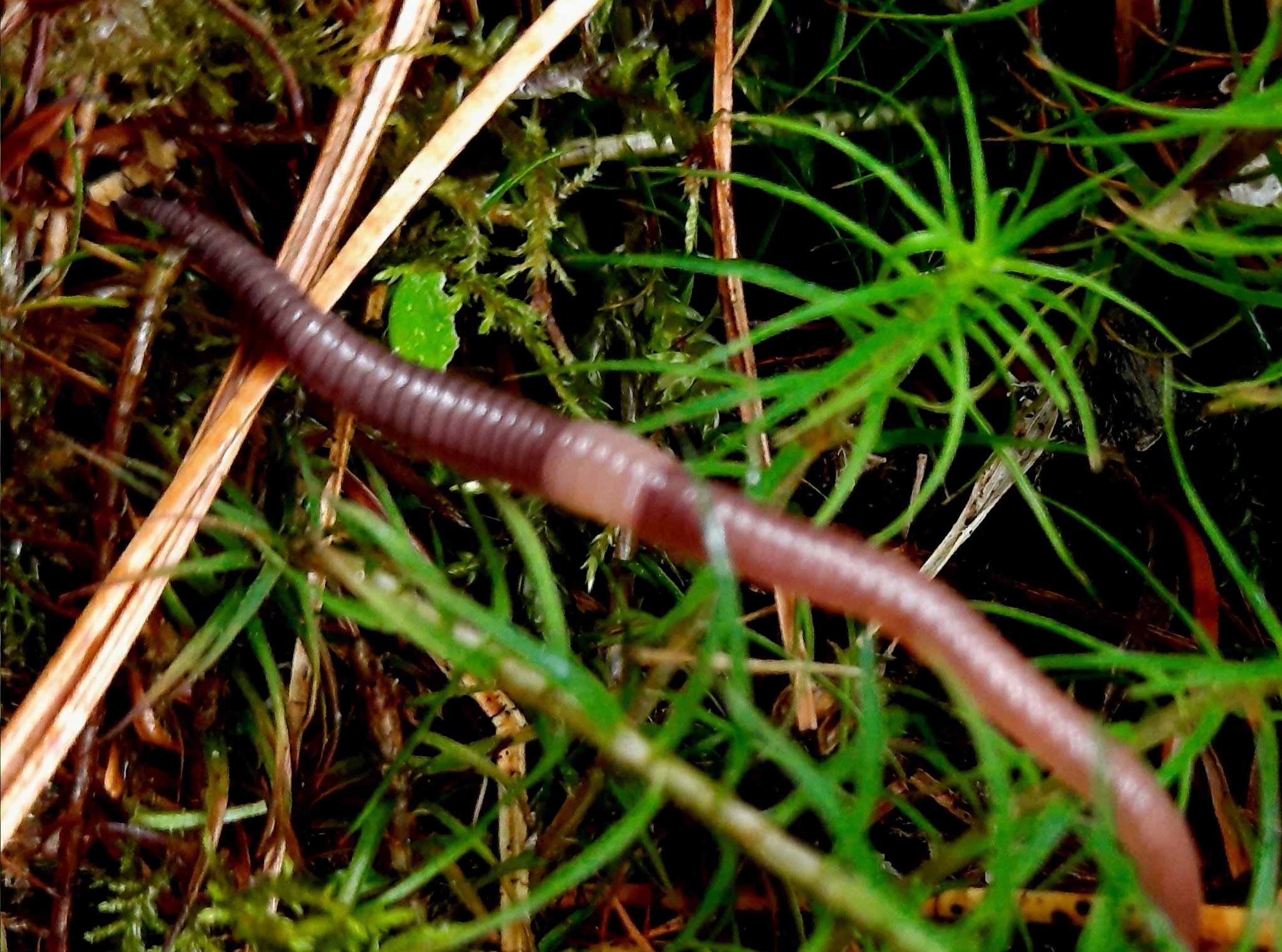Dendrobaena octaedra (Savigny, 1826)