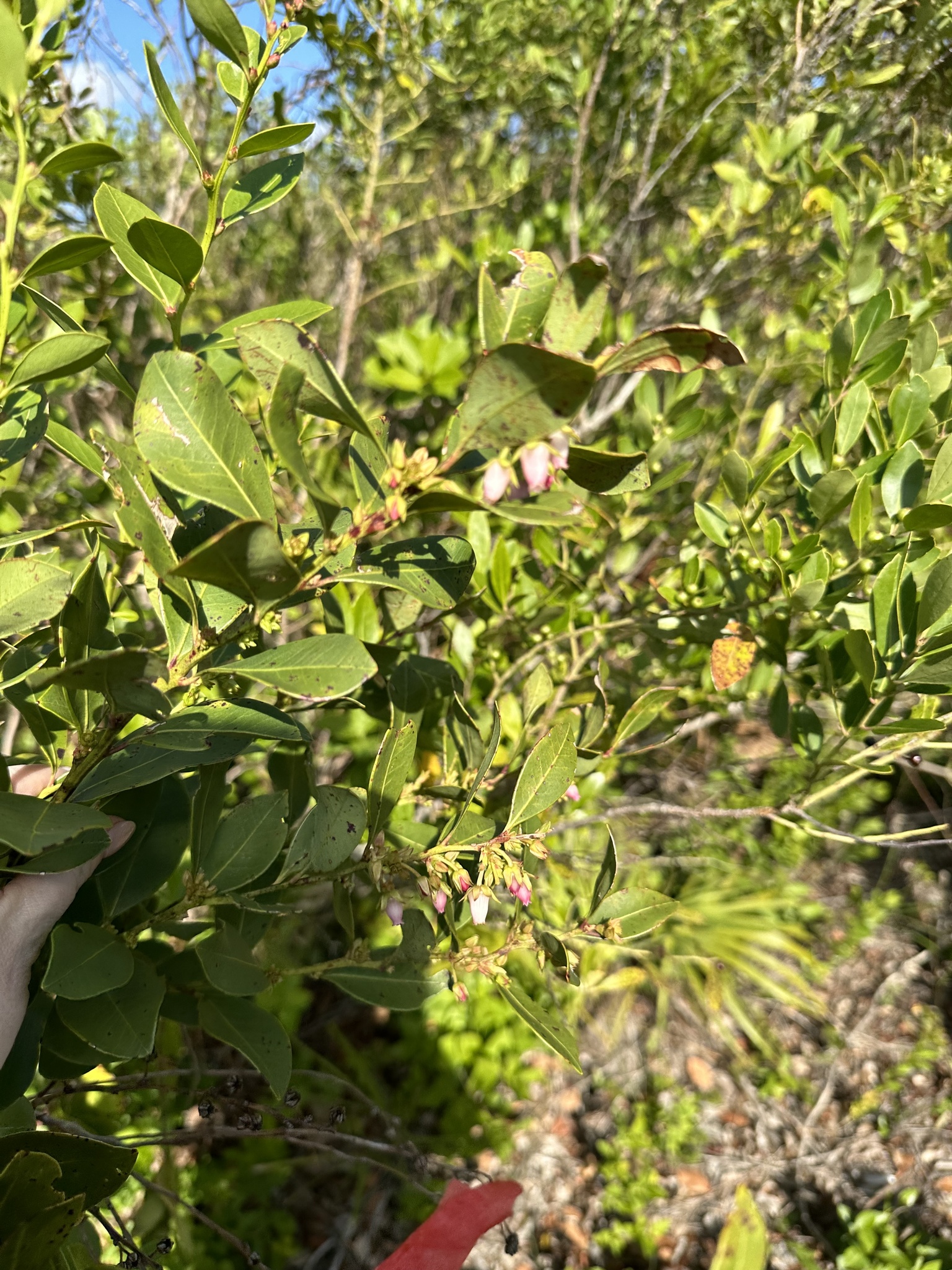 Lyonia lucida (Lam.) C.Koch