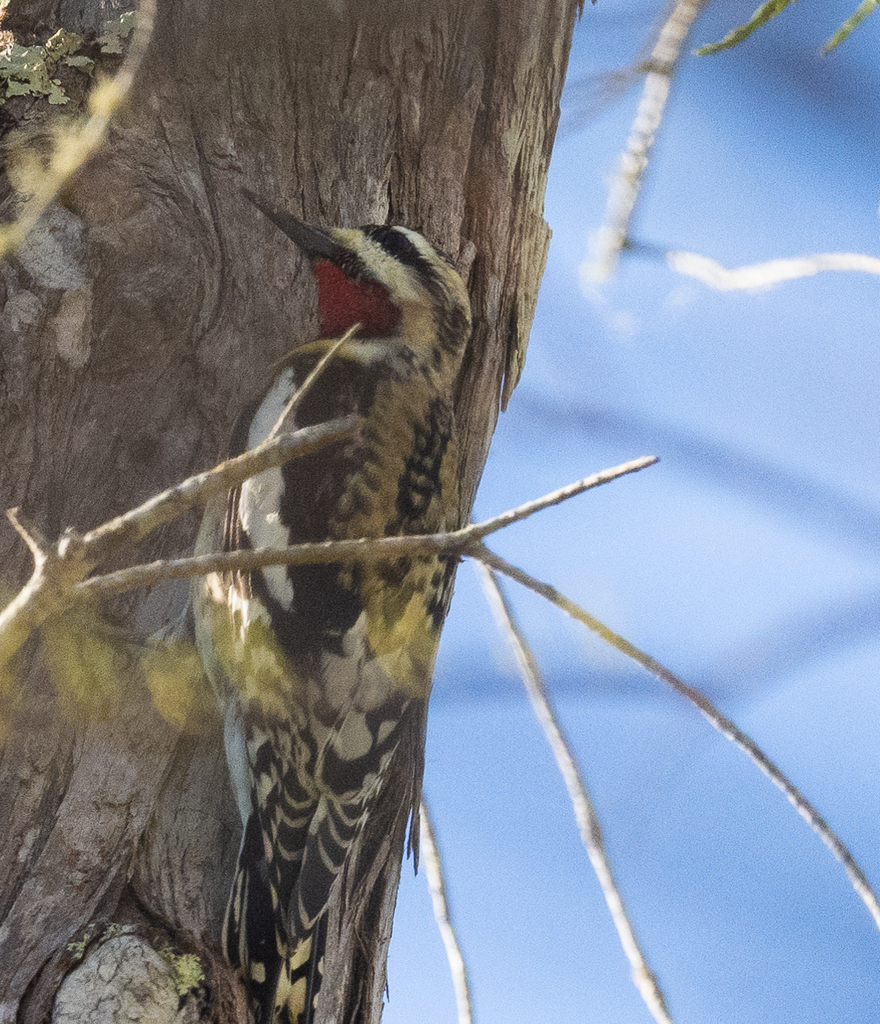 Yellow-bellied Sapsucker from Collier, Florida, United States on ...