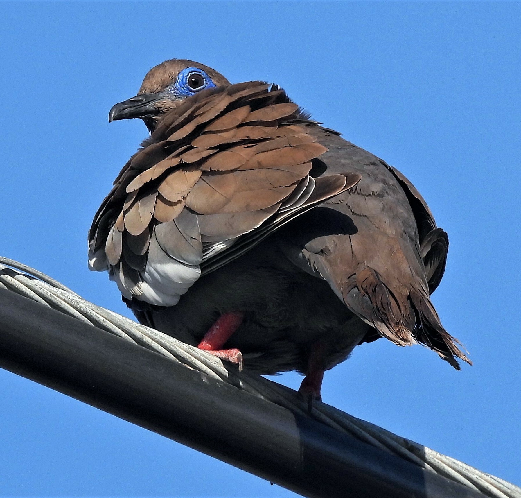 Zenaida meloda (Tschudi, 1843)