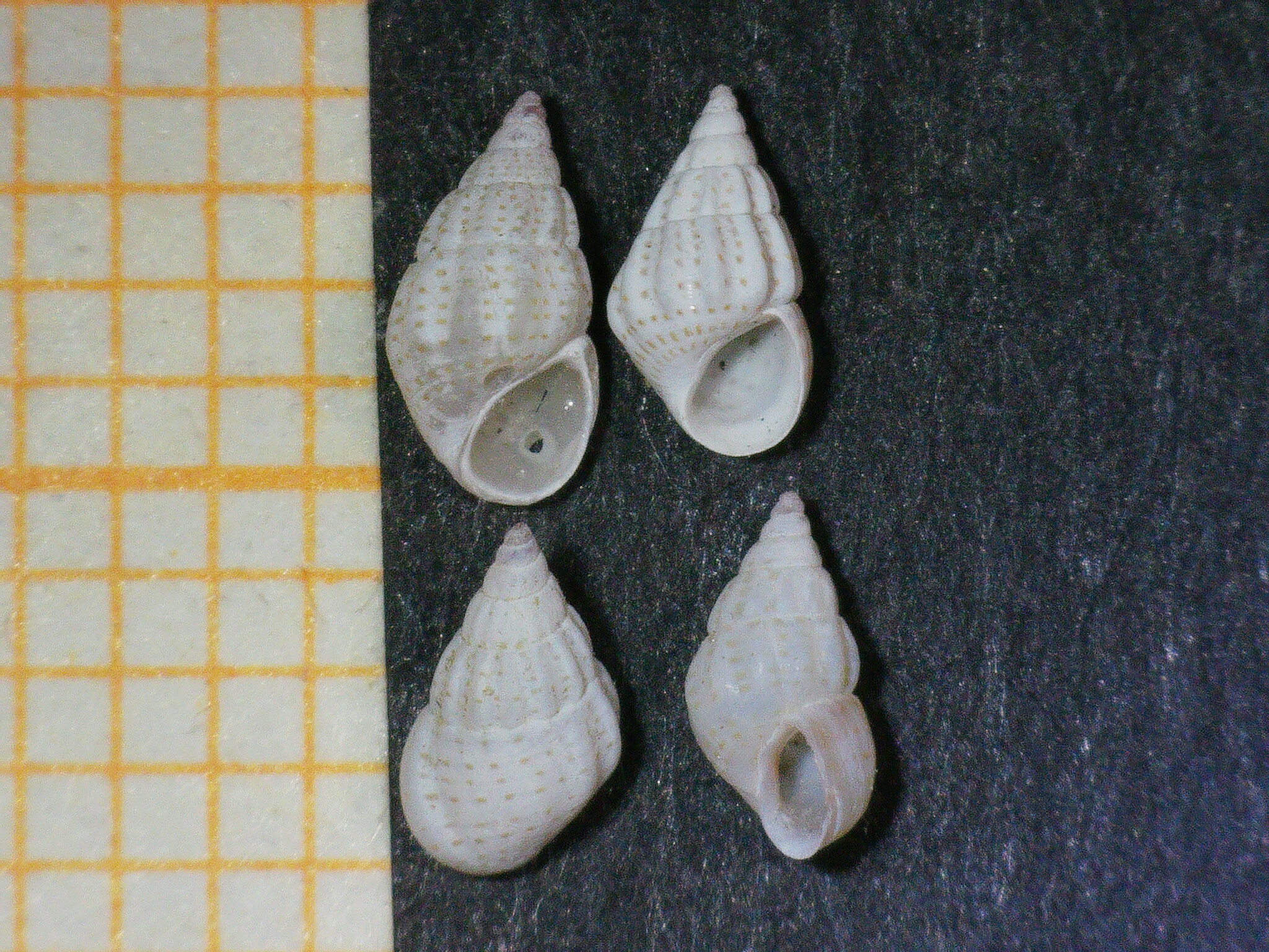 Rissoa splendida Eichwald, 1830