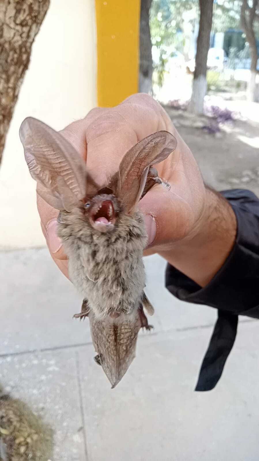 Idionycteris phyllotis (G.M.Allen, 1916)