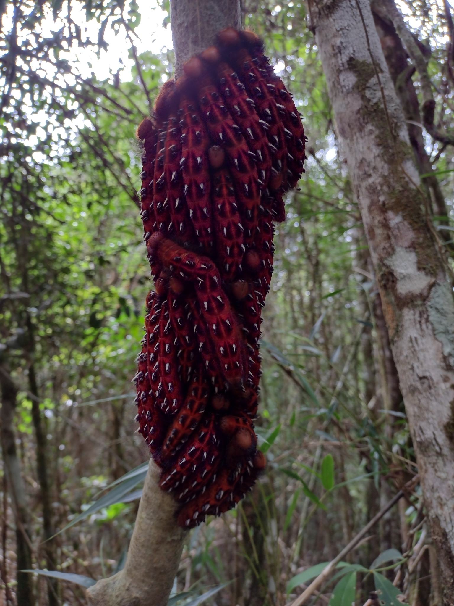 Morpho hercules (Dalman, 1823)
