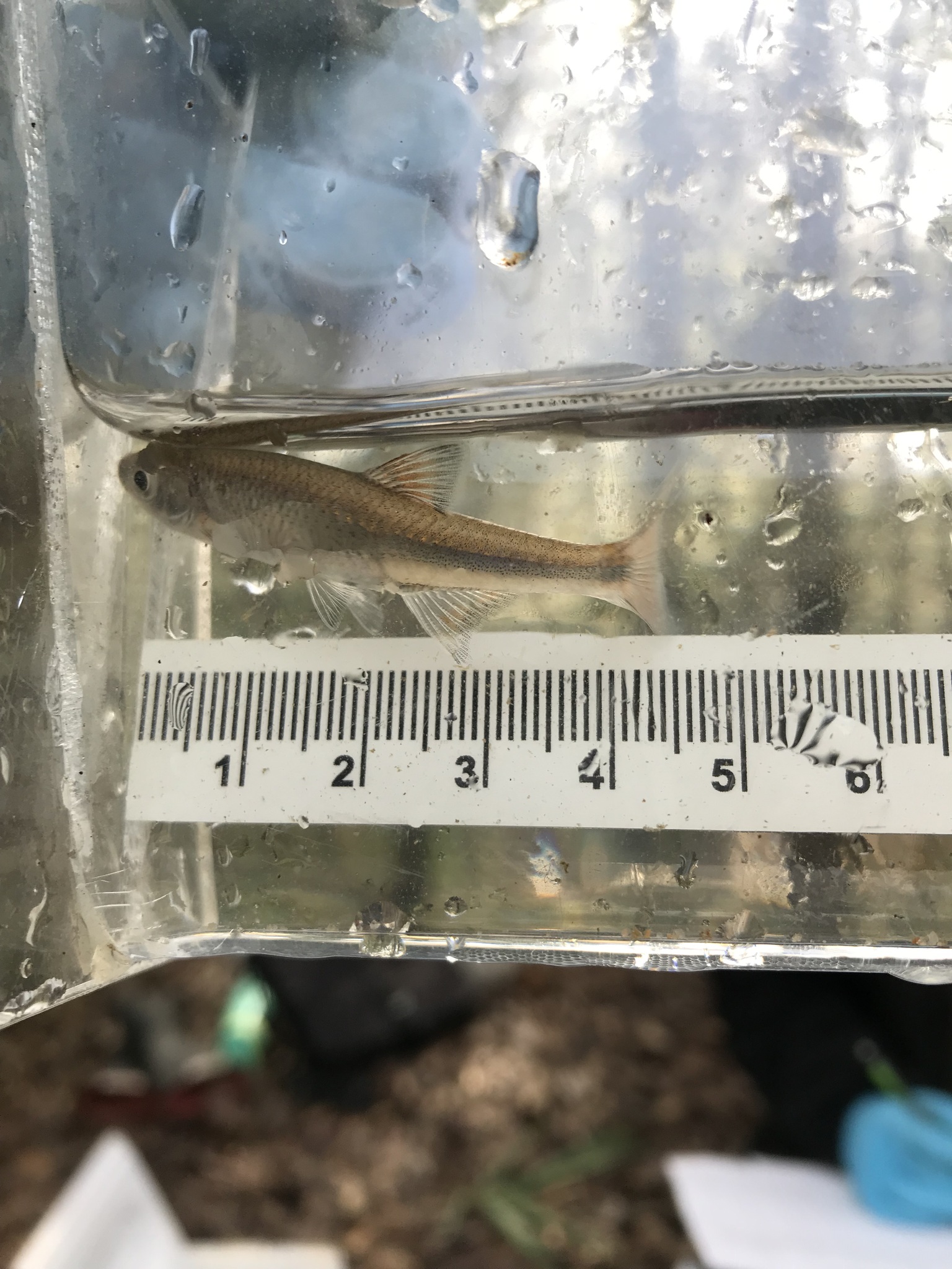 Lythrurus bellus (Hay, 1881)