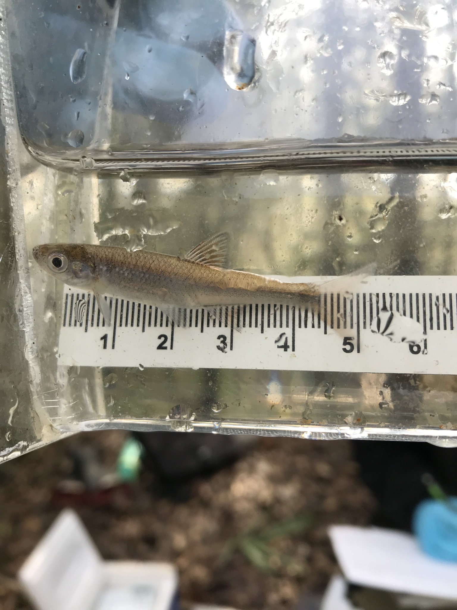 Lythrurus bellus (Hay, 1881)