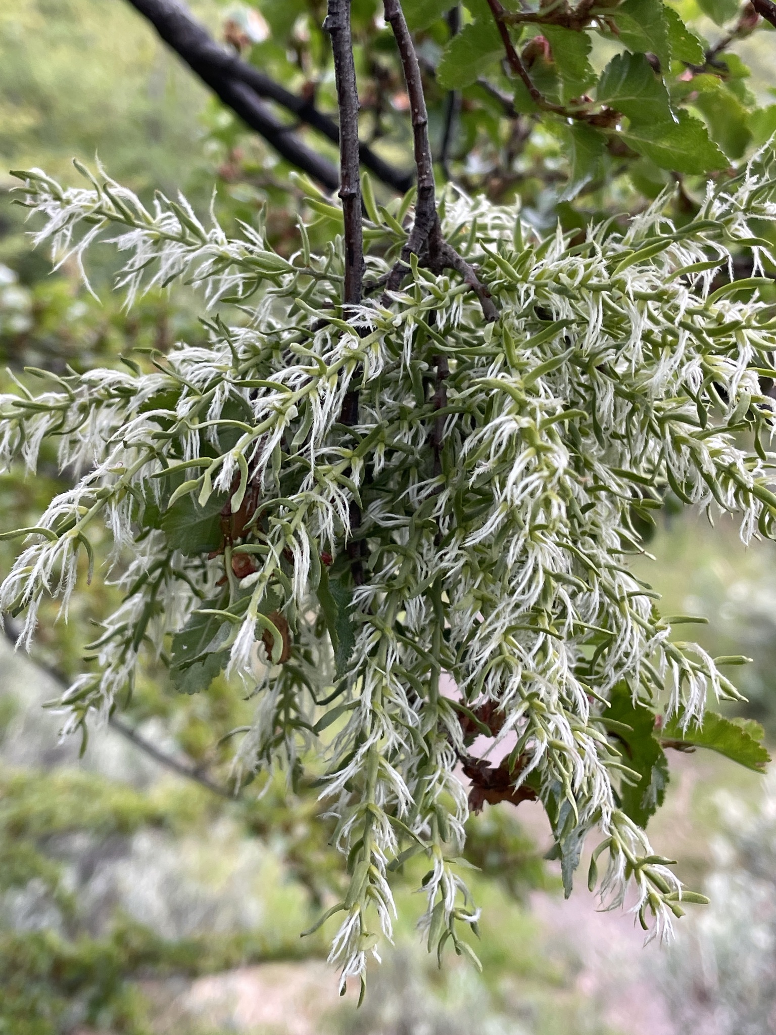 Misodendraceae