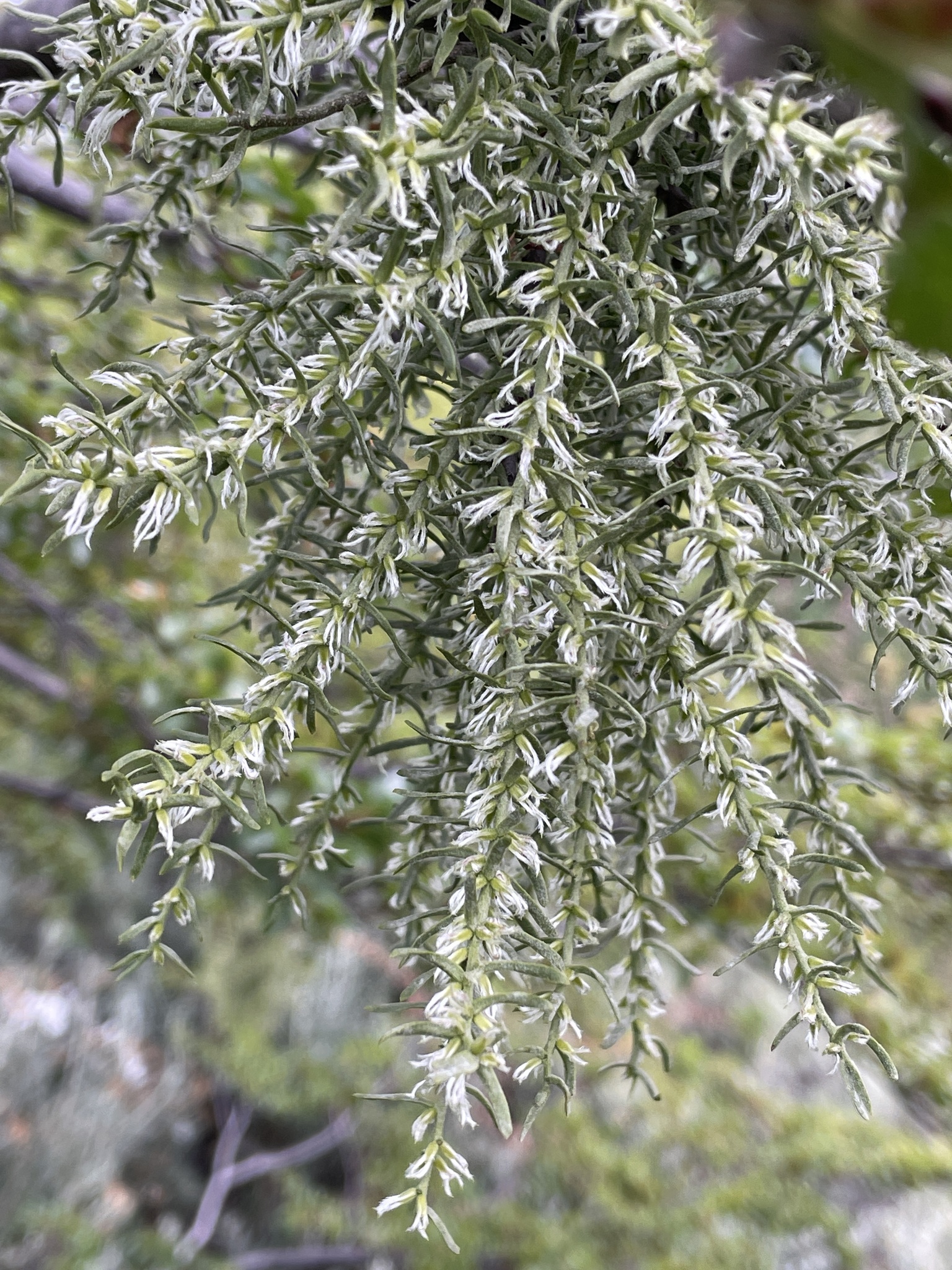 Misodendraceae