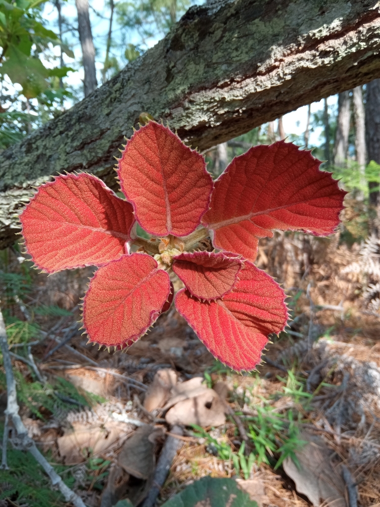 (Quercus urbani) - Botanical Realm