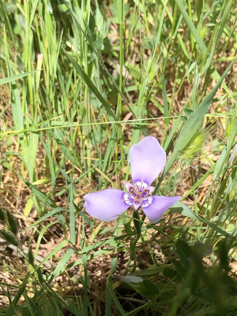 Prairie Nymph from Punta Lilemo, Hualpén, Biobío, CL on November 18 ...