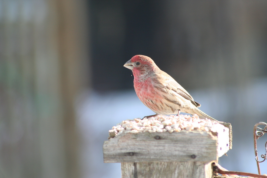 House Finch from Waterloo, ON, Canada on January 16, 2023 at 01:34 PM ...