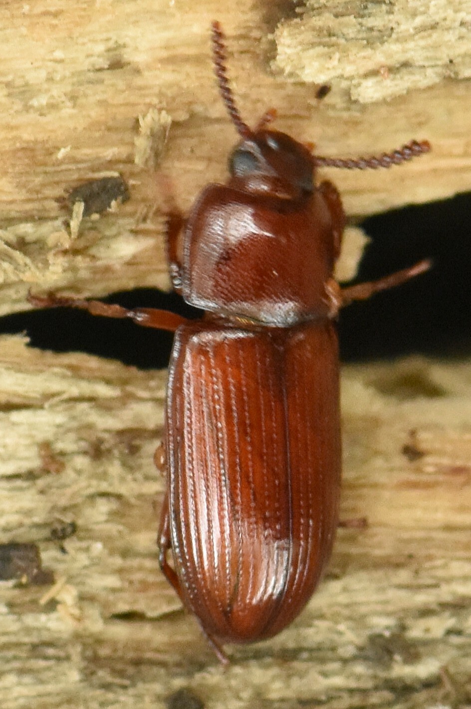 Uloma culinaris (Linnaeus, 1758)