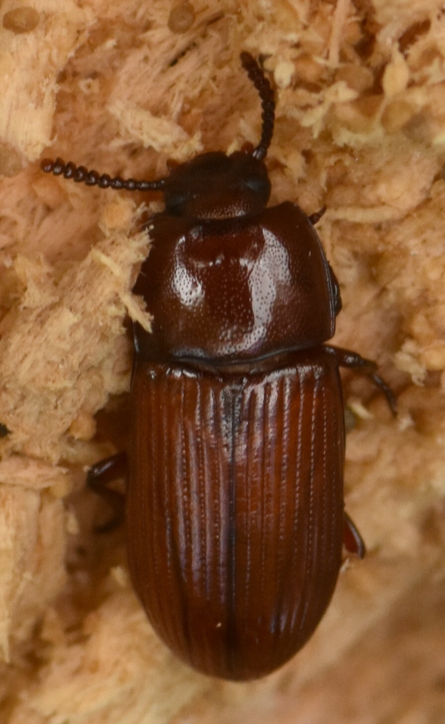 Uloma culinaris (Linnaeus, 1758)