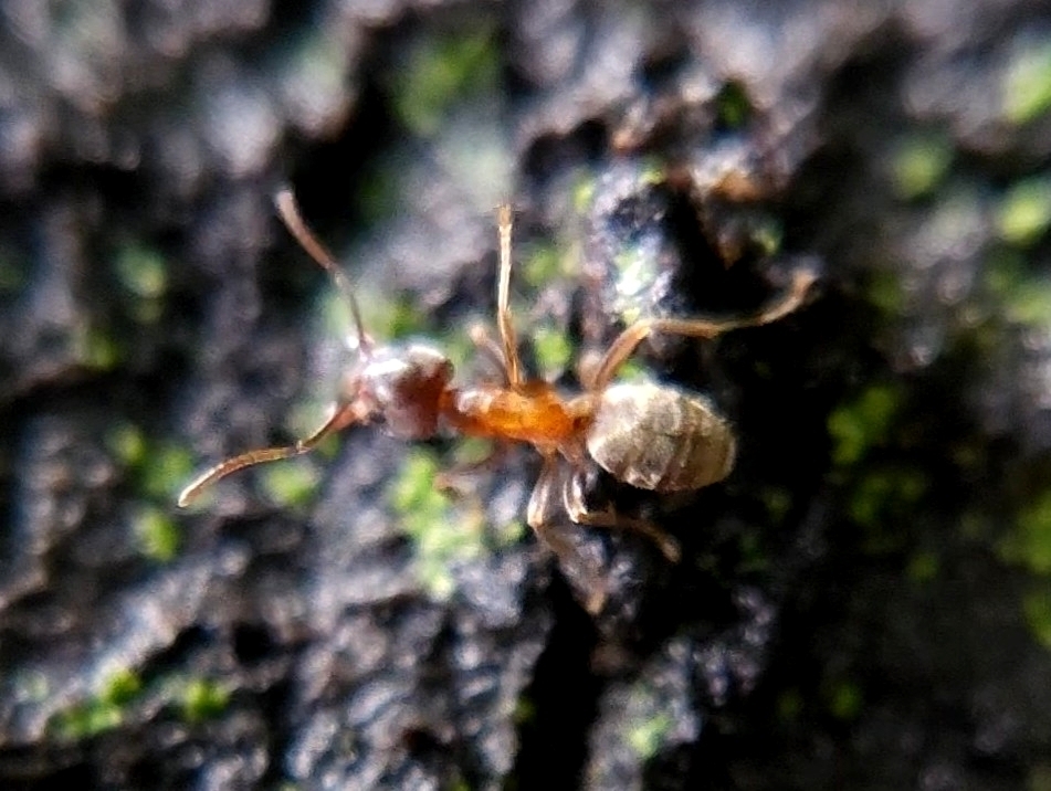 Western Velvety Tree Ant from Glendora, CA 91741, USA on January 17 ...