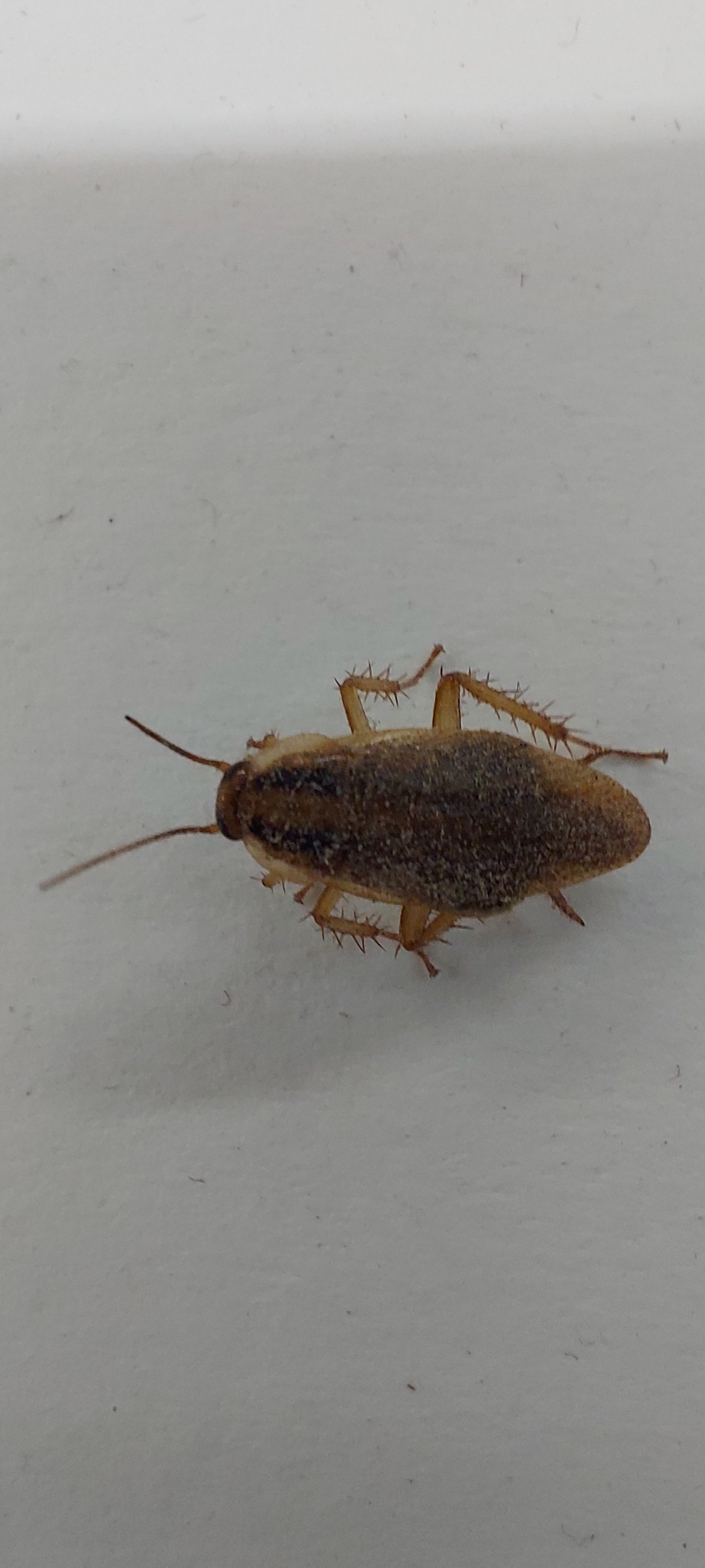 Blattella germanica (Linnaeus, 1767)