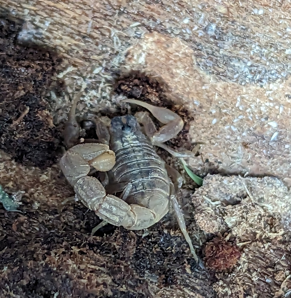 Eastern Nomad Scorpion from Rumphi, Malawi on January 16, 2023 at 06:56 ...