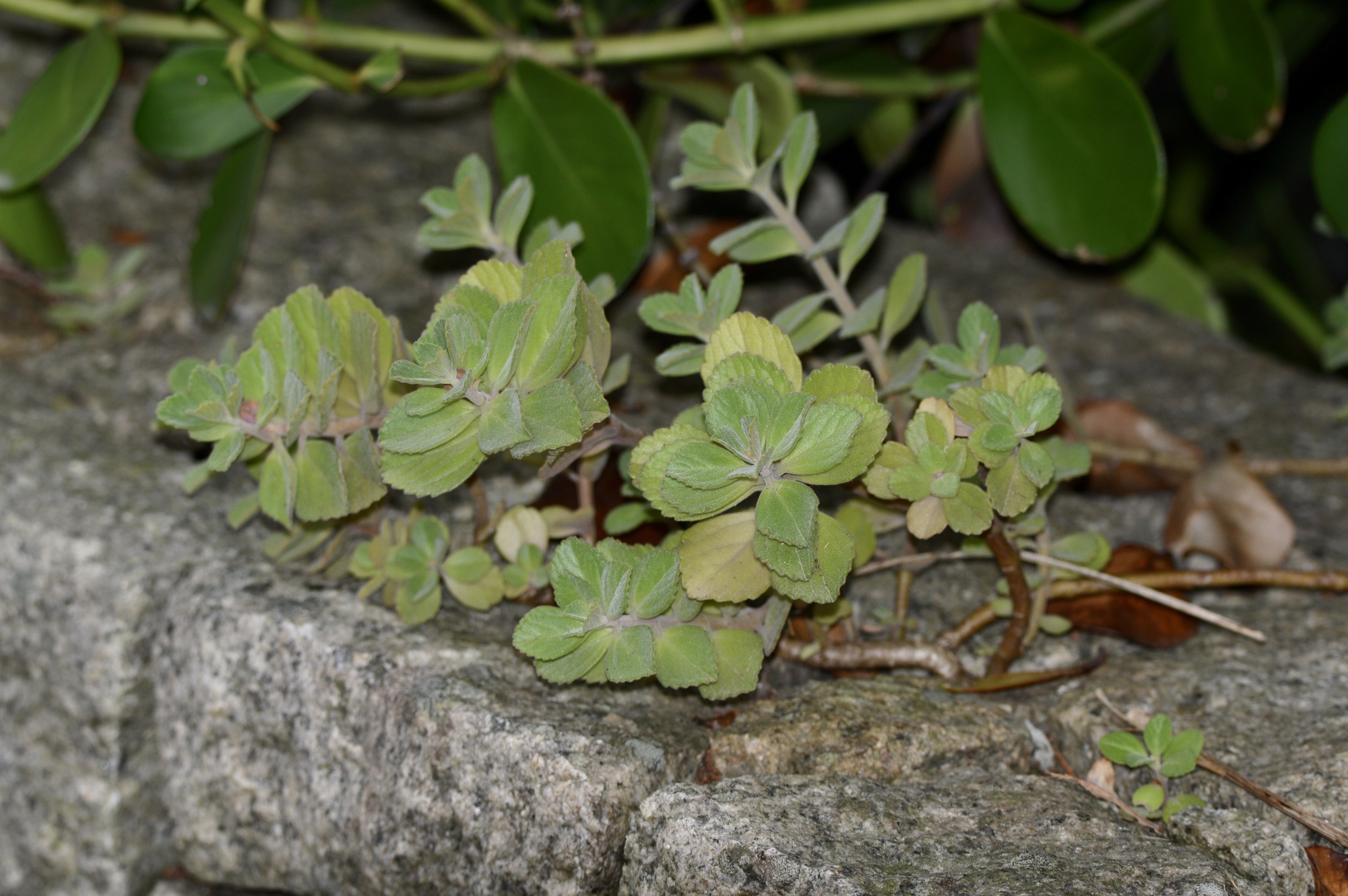 Coleus neochilus (Schltr.) Codd