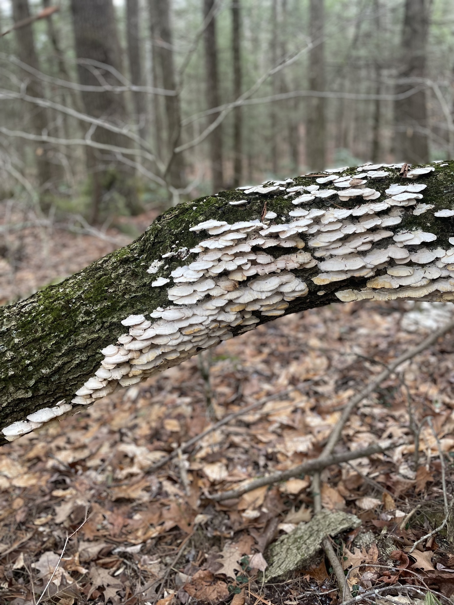 Trametes pubescens - Samtige Tramete