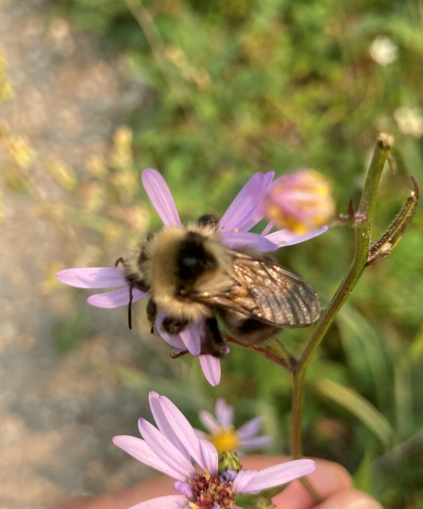 Bumble Bees from Columbia-Shuswap, BC, Canada on July 29, 2021 at 10:50 ...