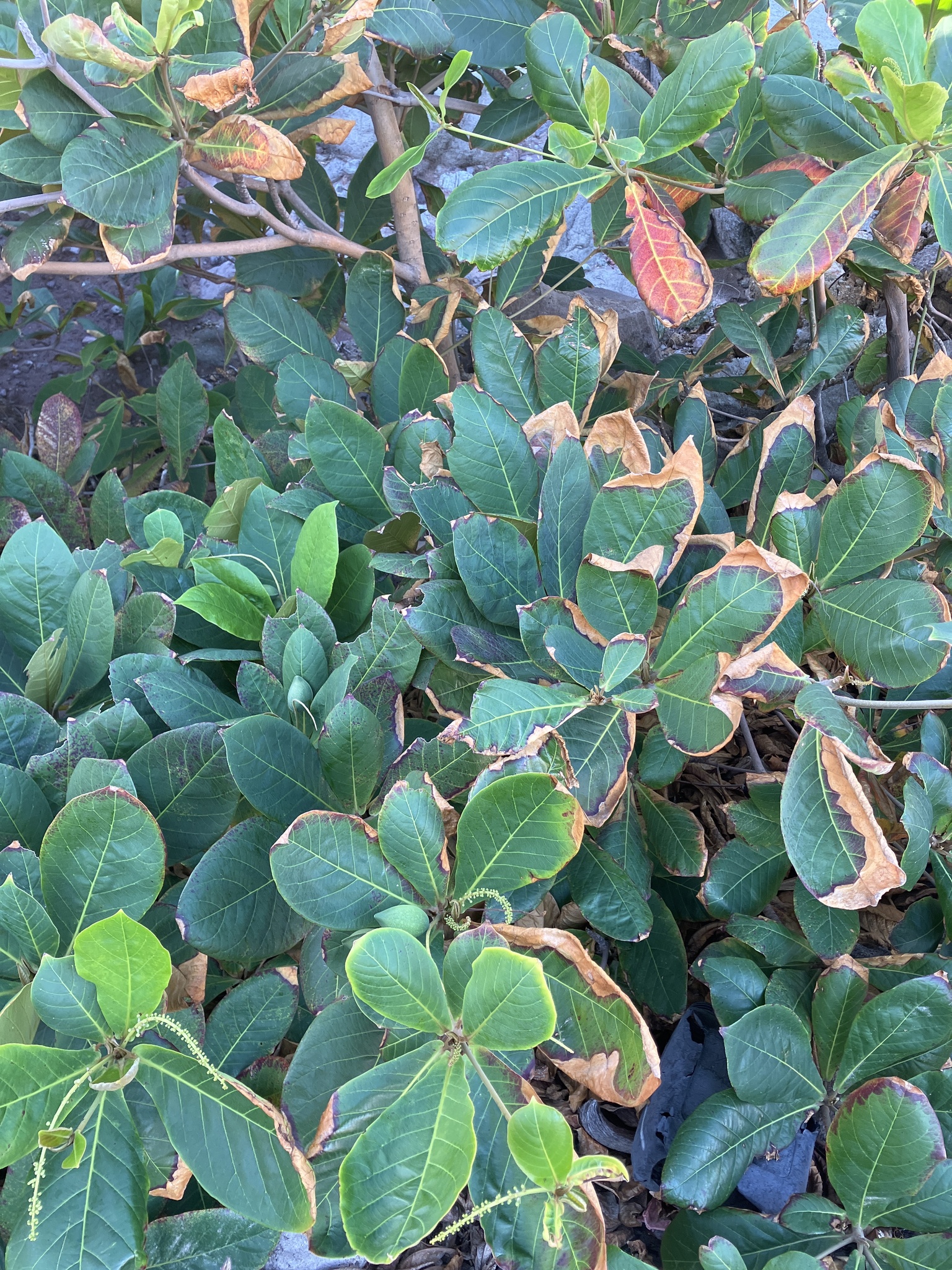 Terminalia catappa L.