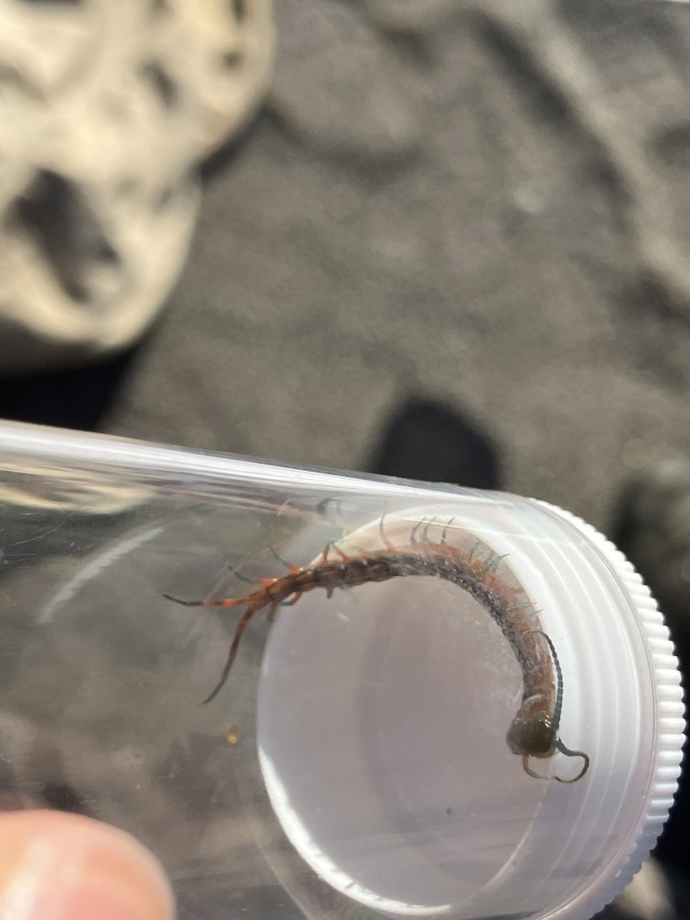 Pacific Giant Centipede from Saint Peter, MS on January 17, 2023 at 03: ...
