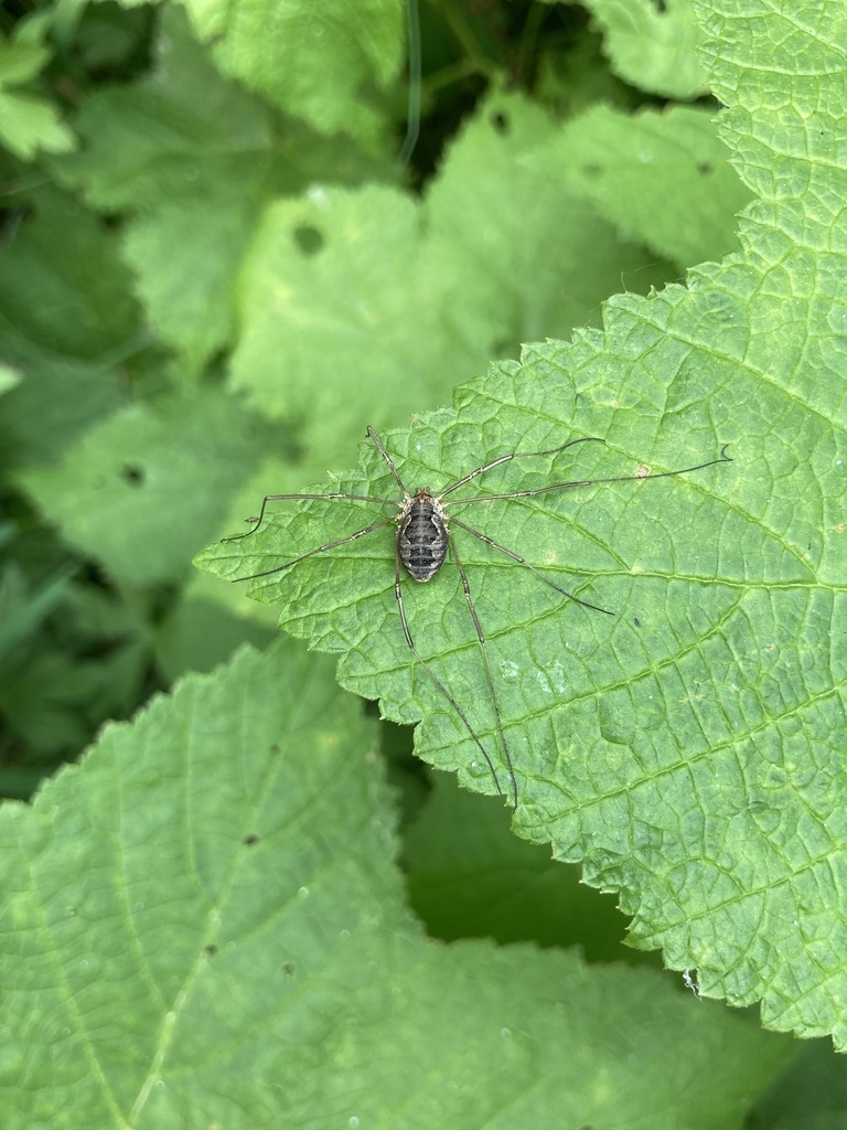 European Harvestman from Columbia-Shuswap, BC, Canada on July 29, 2021 ...