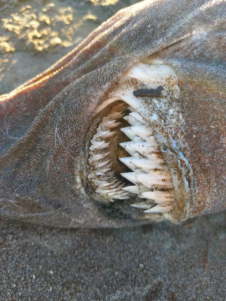 Black Shark in January 2023 by Sharking Around · iNaturalist