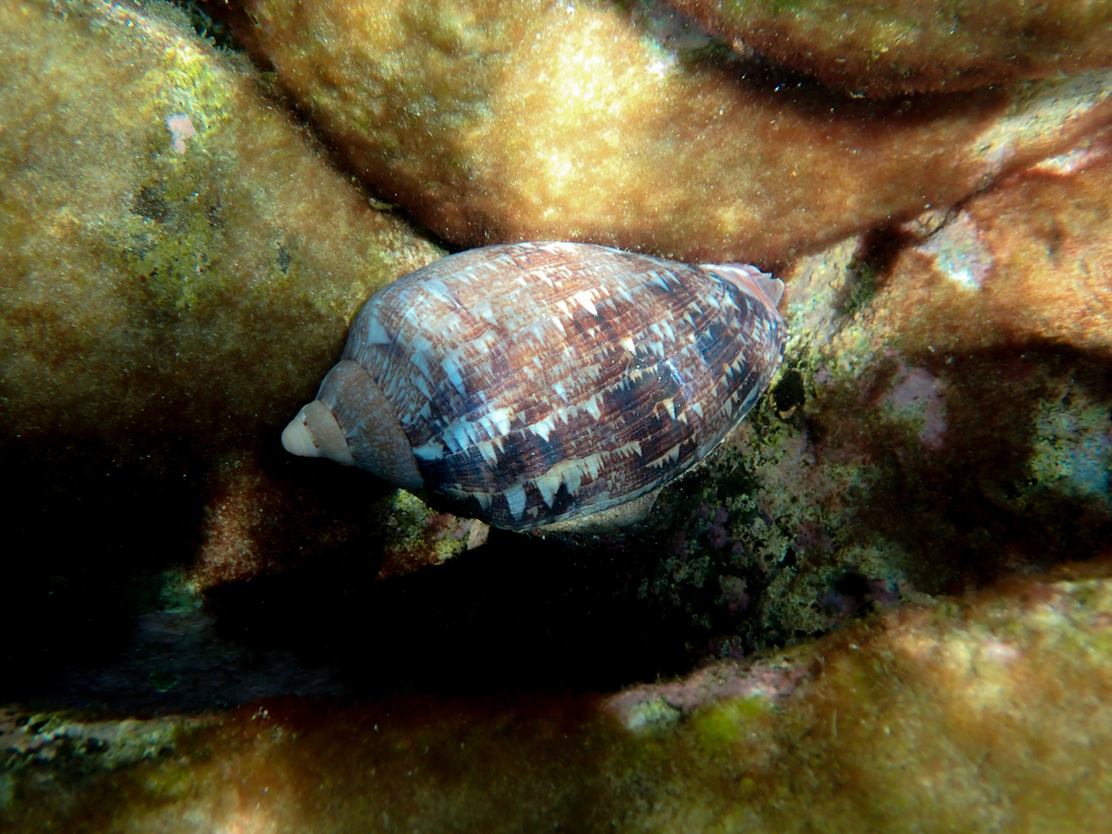 Magnificent Volute from Cabbage Tree Bay Aquatic Reserve, Manly NSW ...