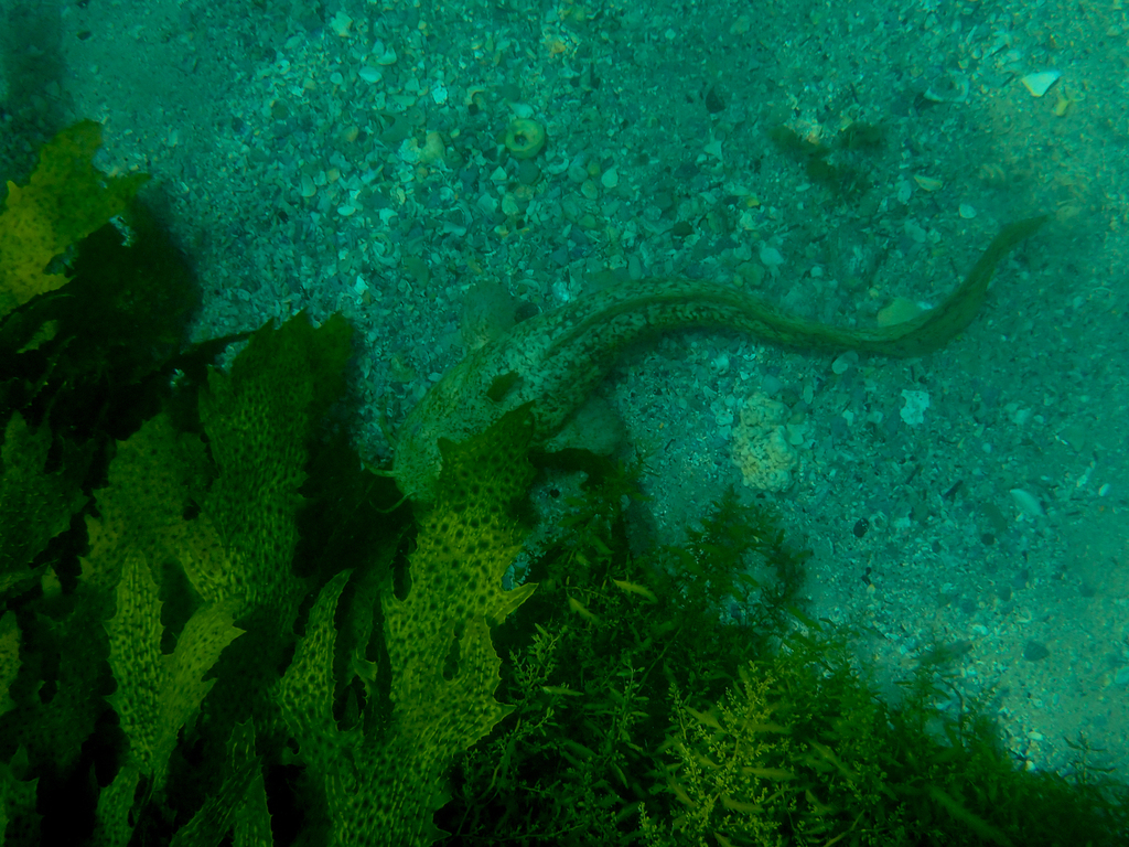 Estuary Cobbler from Cabbage Tree Bay Aquatic Reserve, Manly NSW ...