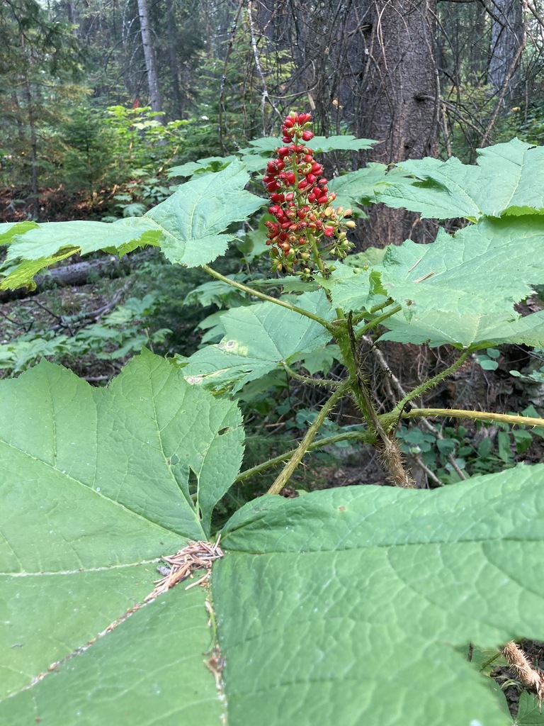 Devil's Club from Columbia-Shuswap, BC, Canada on July 29, 2021 at 03: ...