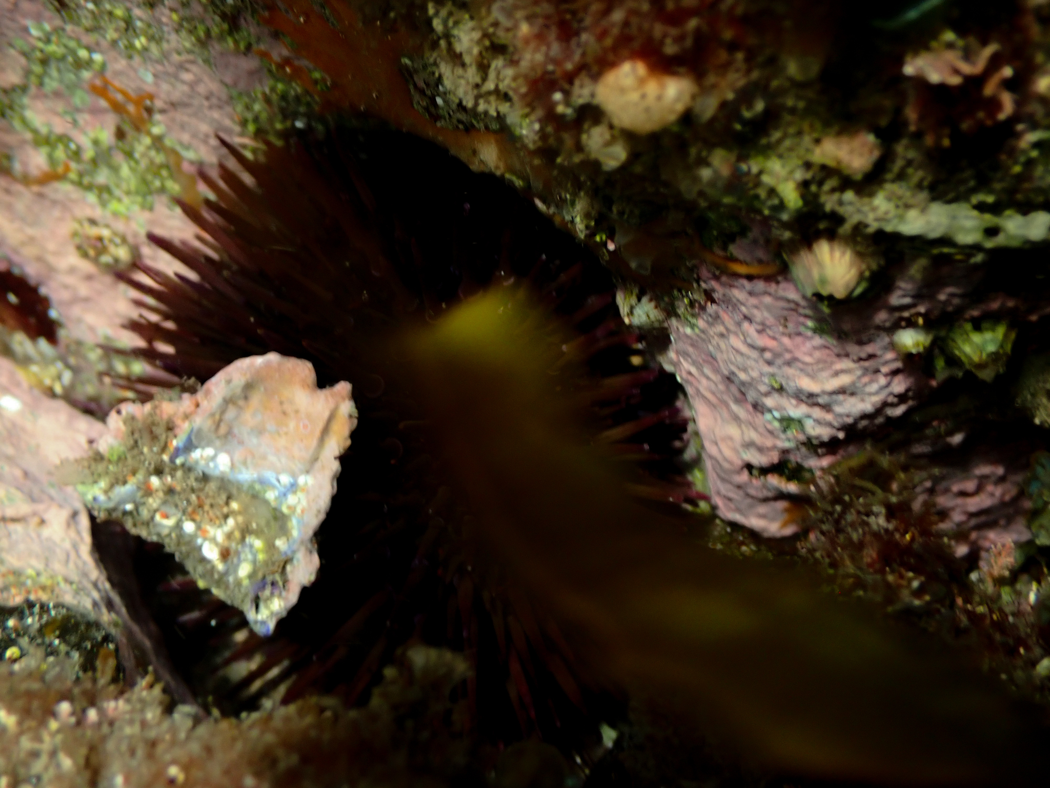 Heliocidaris erythrogramma (Valenciennes, 1846)