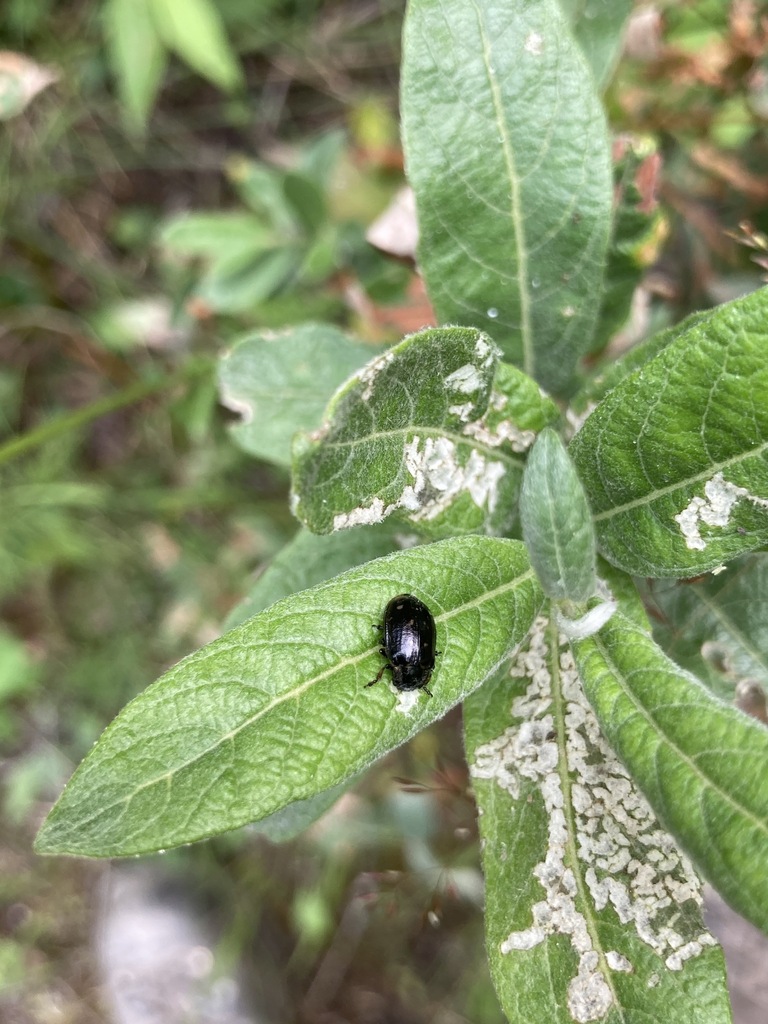 Leaf Beetles from Columbia-Shuswap, BC, Canada on July 29, 2021 at 03: ...