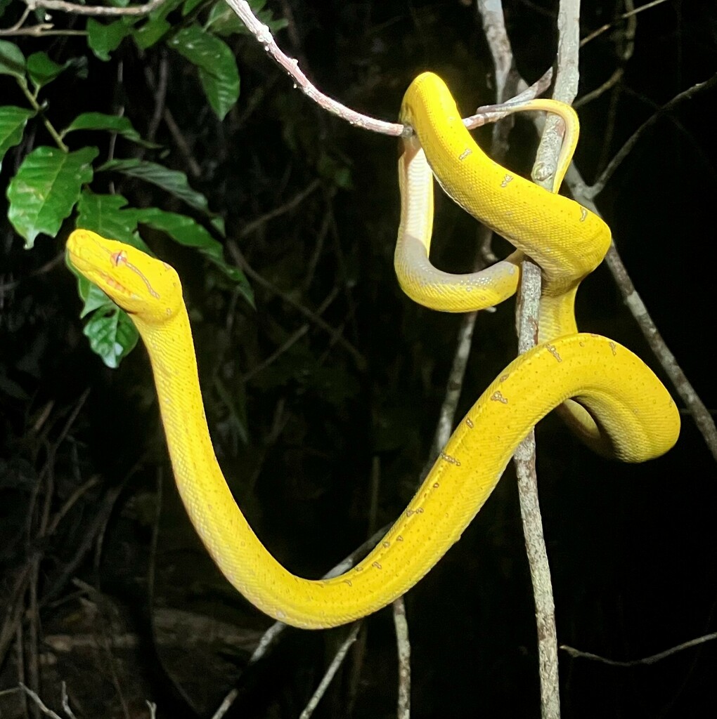Southern Green Python from Lockhart River QLD 4892, Australia on ...