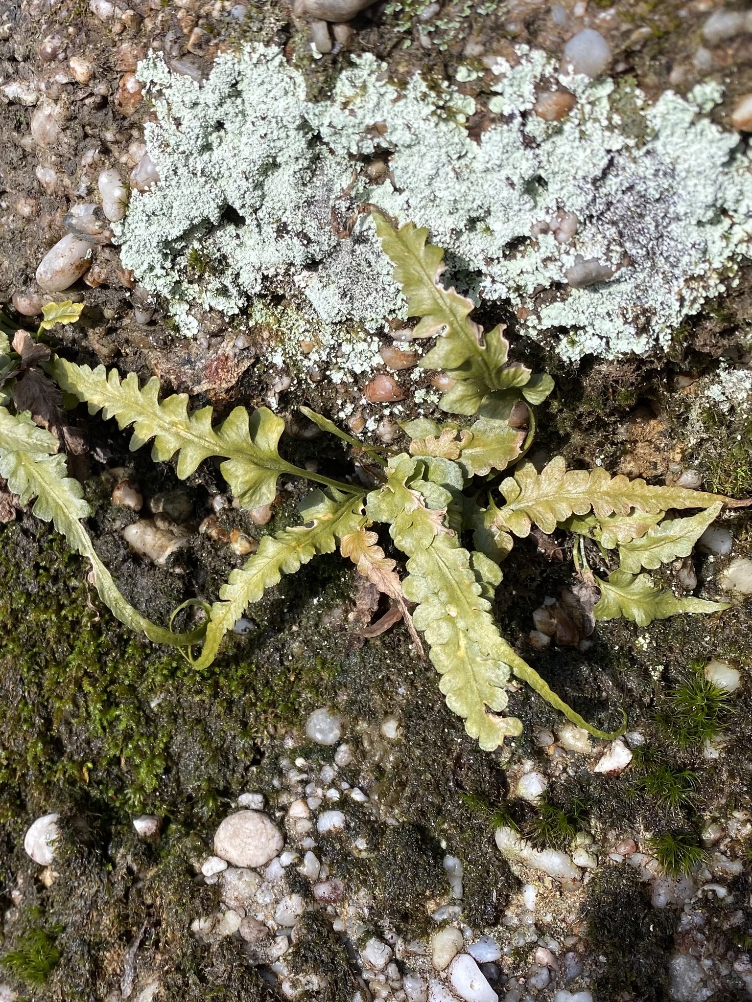 Asplenium pinnatifidum Nutt.