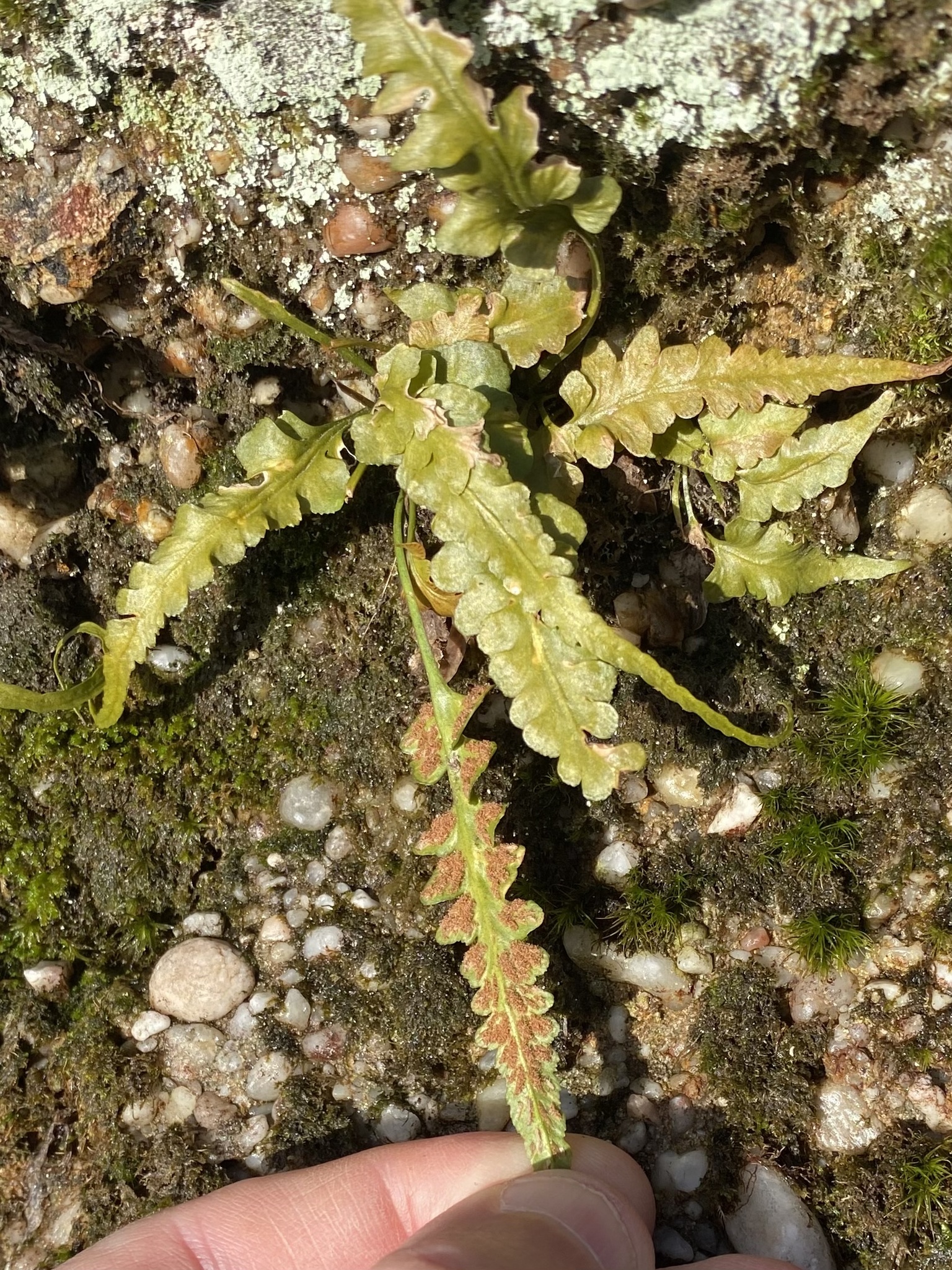 Asplenium pinnatifidum Nutt.