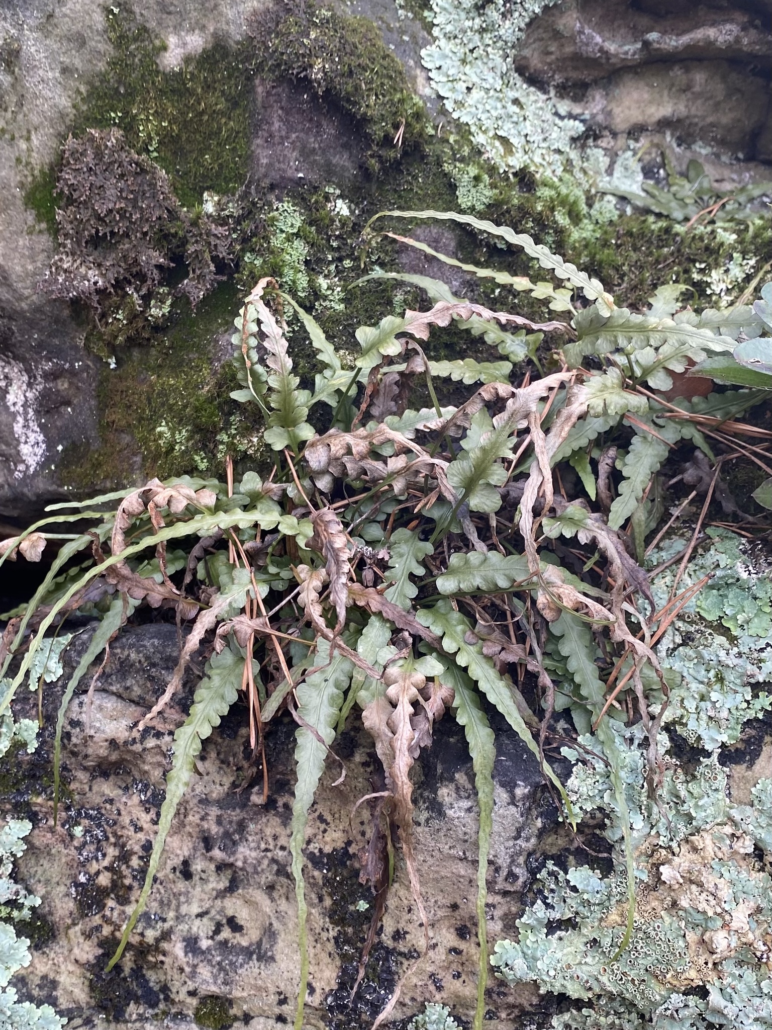 Asplenium pinnatifidum Nutt.