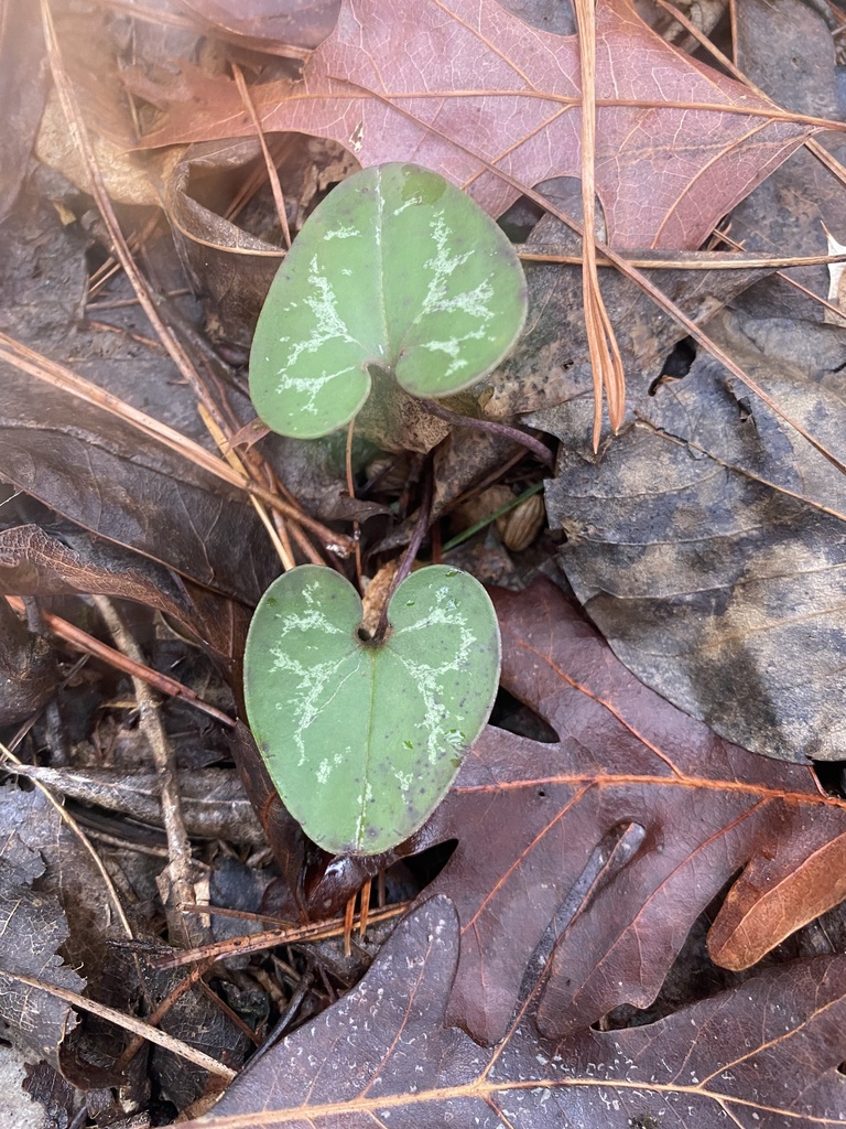 Virginia heartleaf from Poor House Ln, Bruington, VA, US on January 17 ...