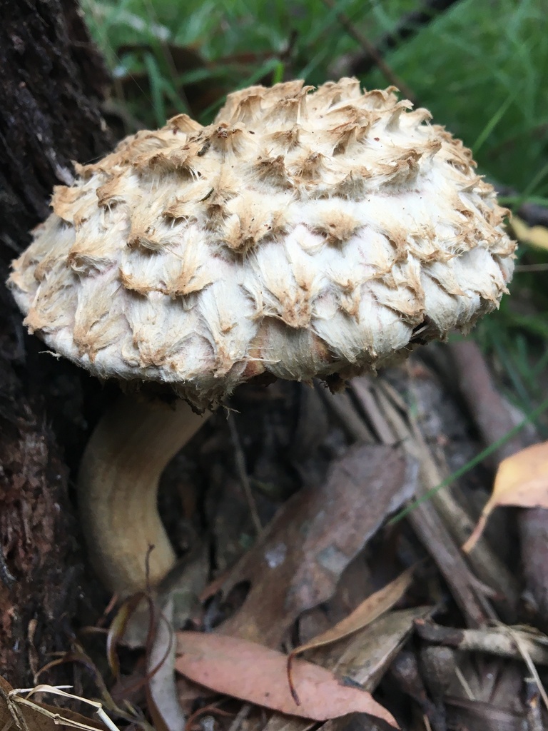 Boletellus in January 2023 by Eileen Laidlaw. Growing at the base of ...
