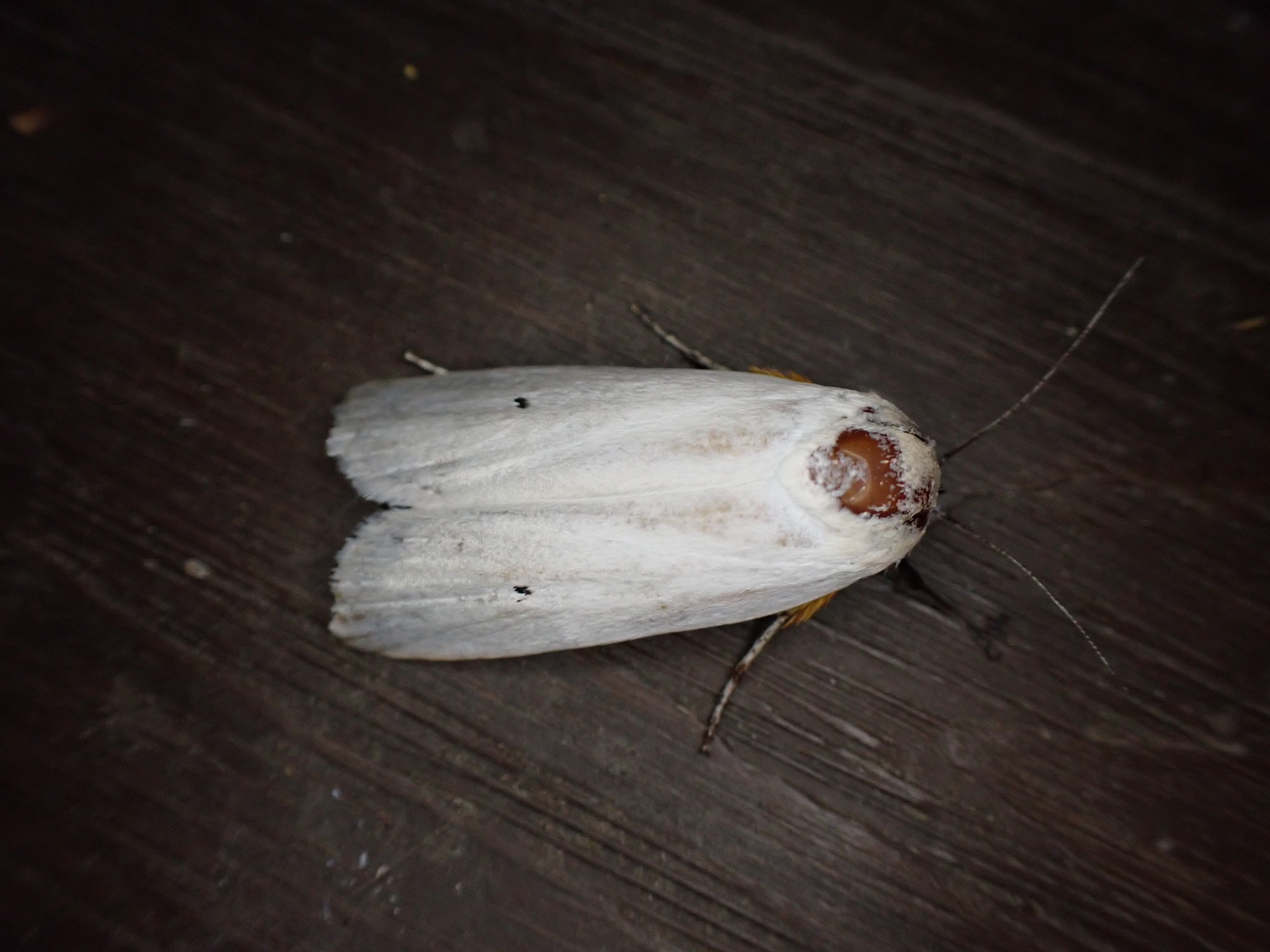 Maroga melanostigma (Wallengren, 1861)