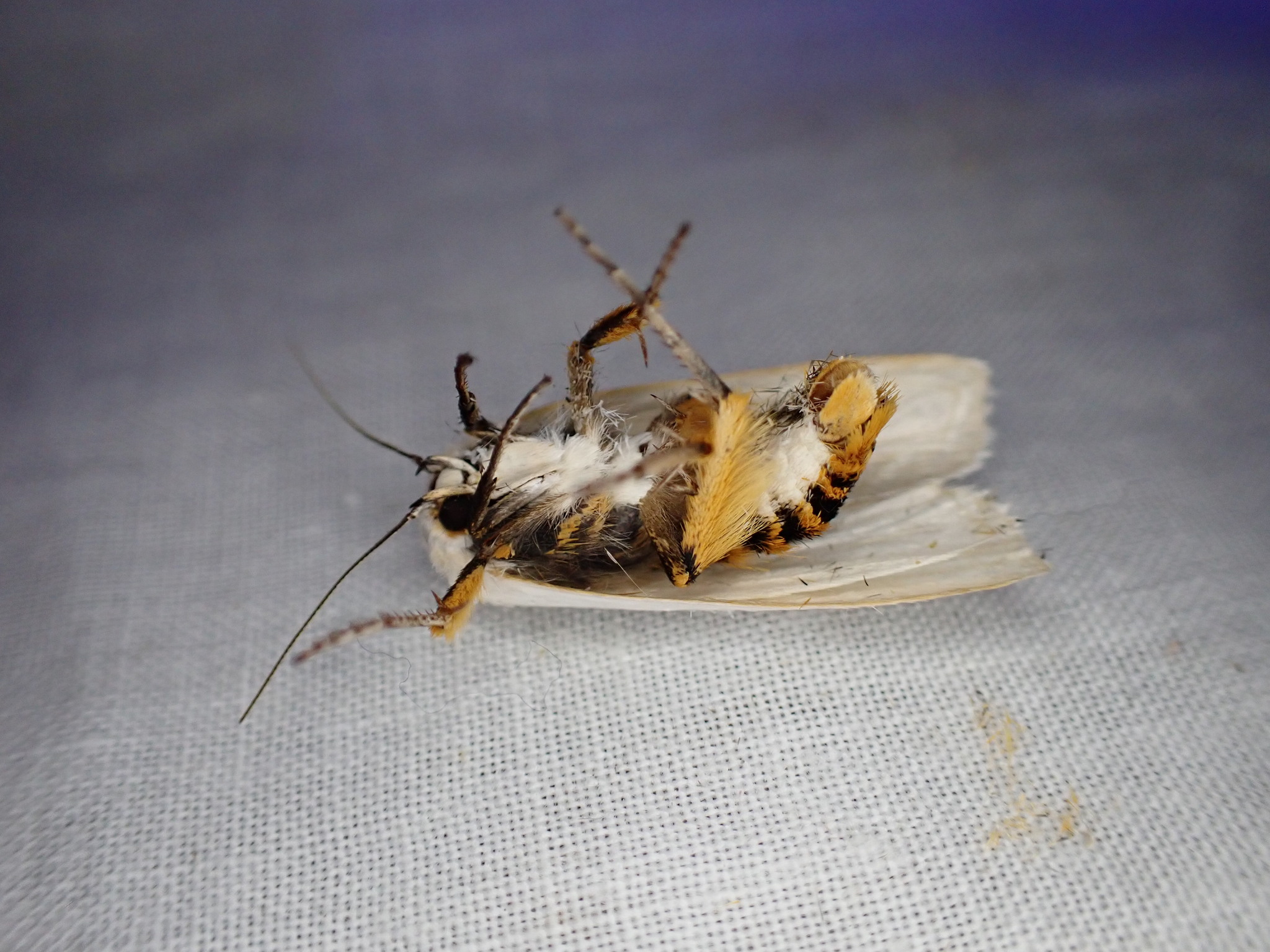 Maroga melanostigma (Wallengren, 1861)